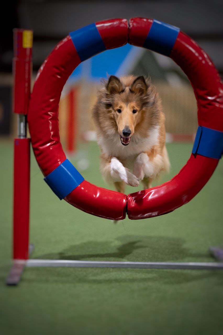 Agility Pro - Dog Sport Center Münsterland